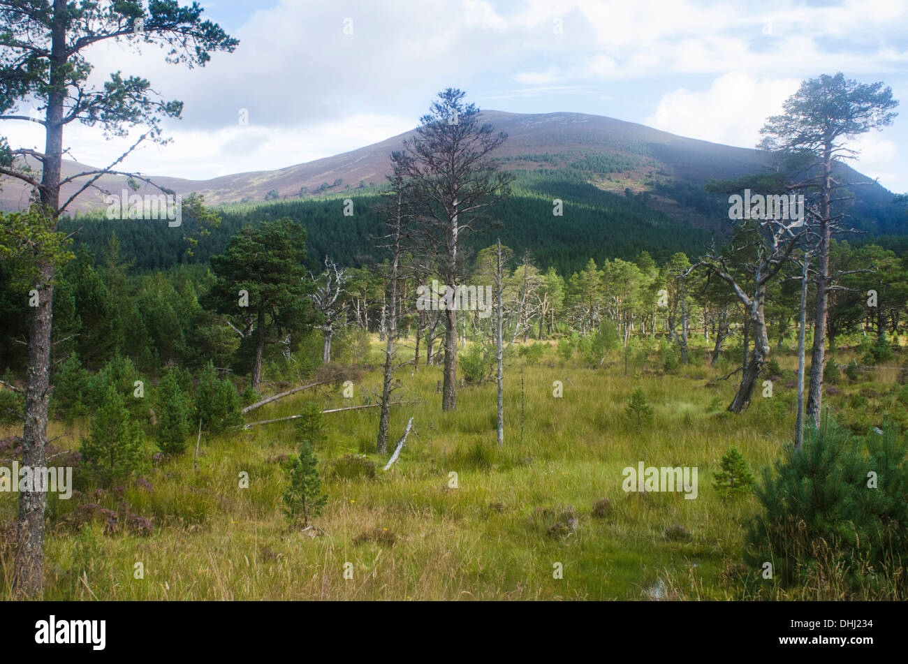 Landscape of Tor Mor hill with trees in foreground Stock Photo - Alamy