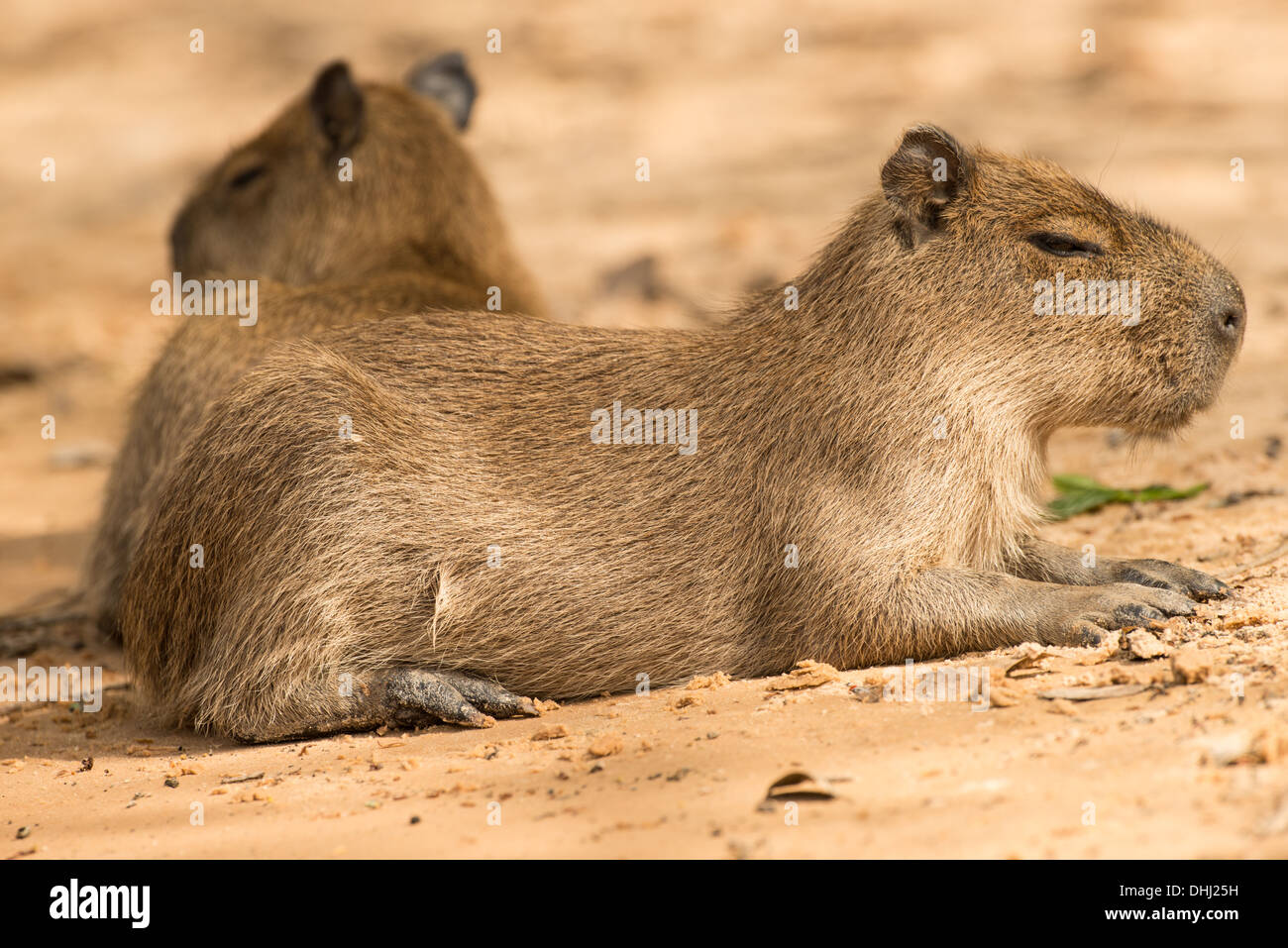 Capybara Bite
