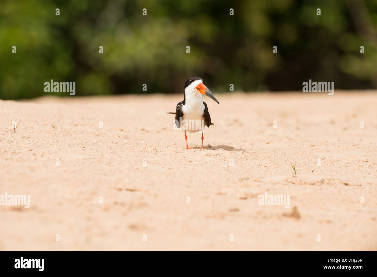 Black skimmer on a beach in the Pantanal Stock Photo - Alamy