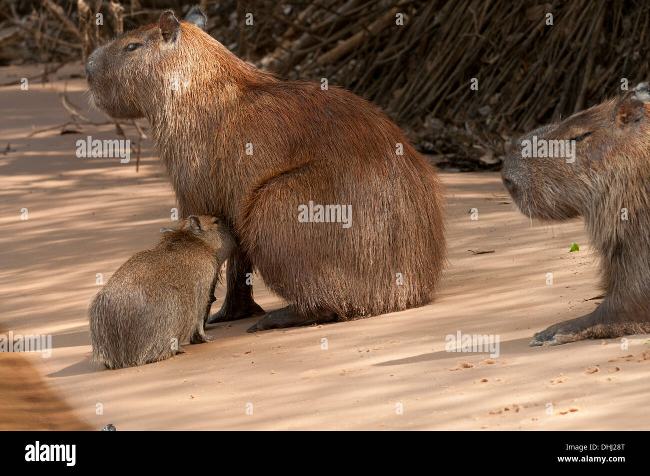 Capybara and young on a beach in the Pantanal Stock Photo - Alamy