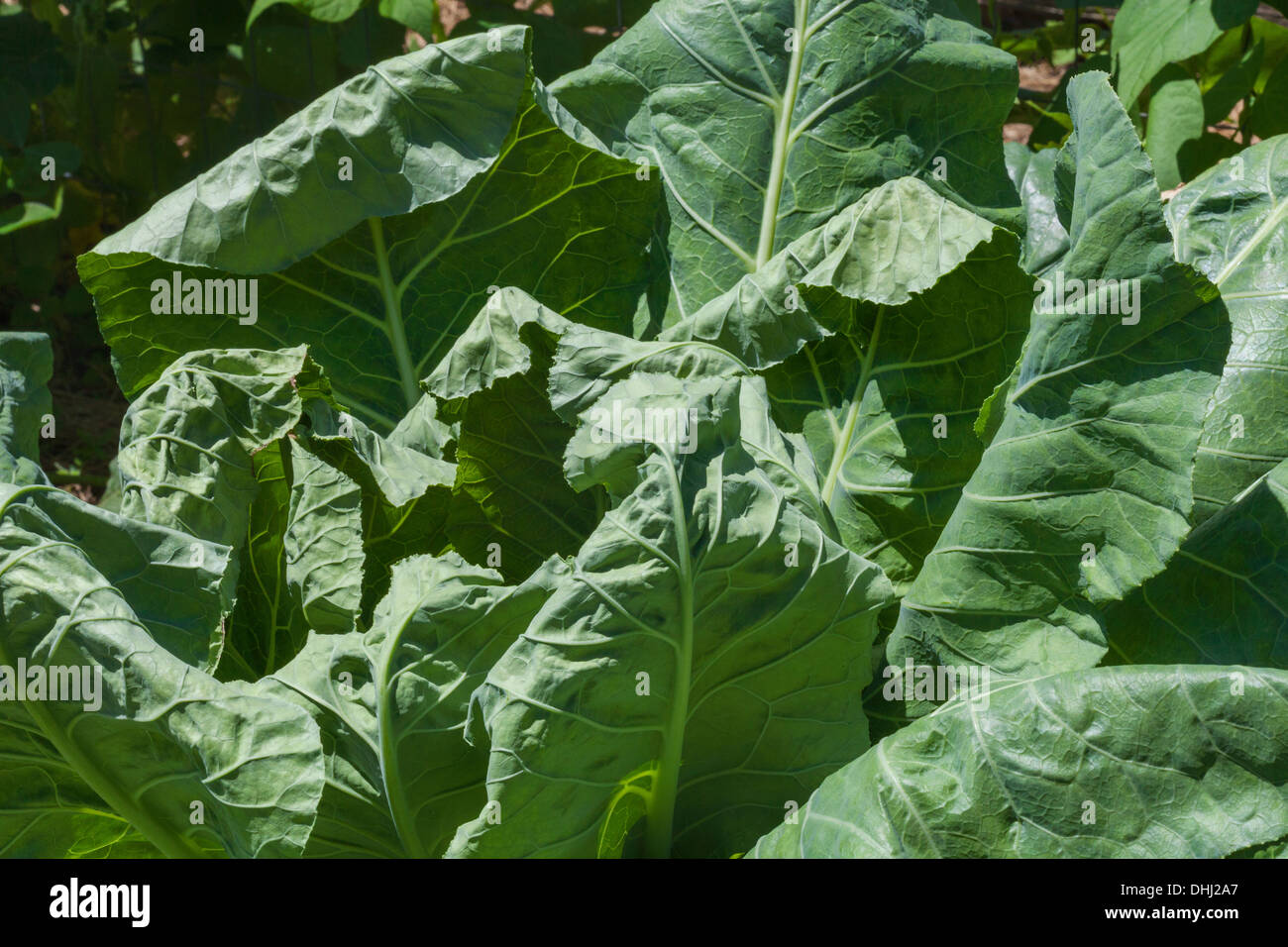 Collard greens - a very popular vegetable in the southern USA Stock ...