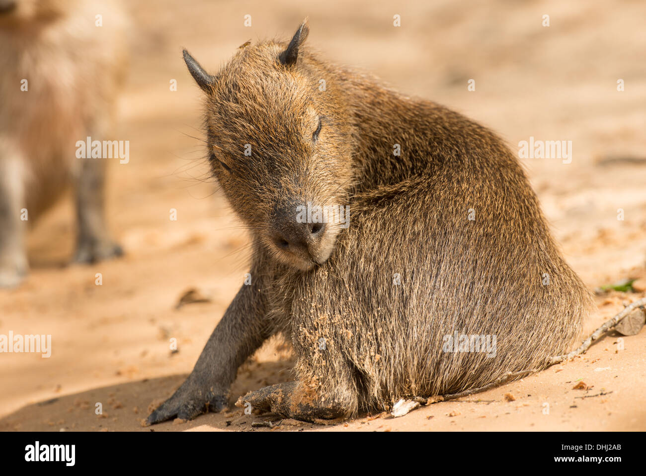 Capybara on beach hi-res stock photography and images - Alamy