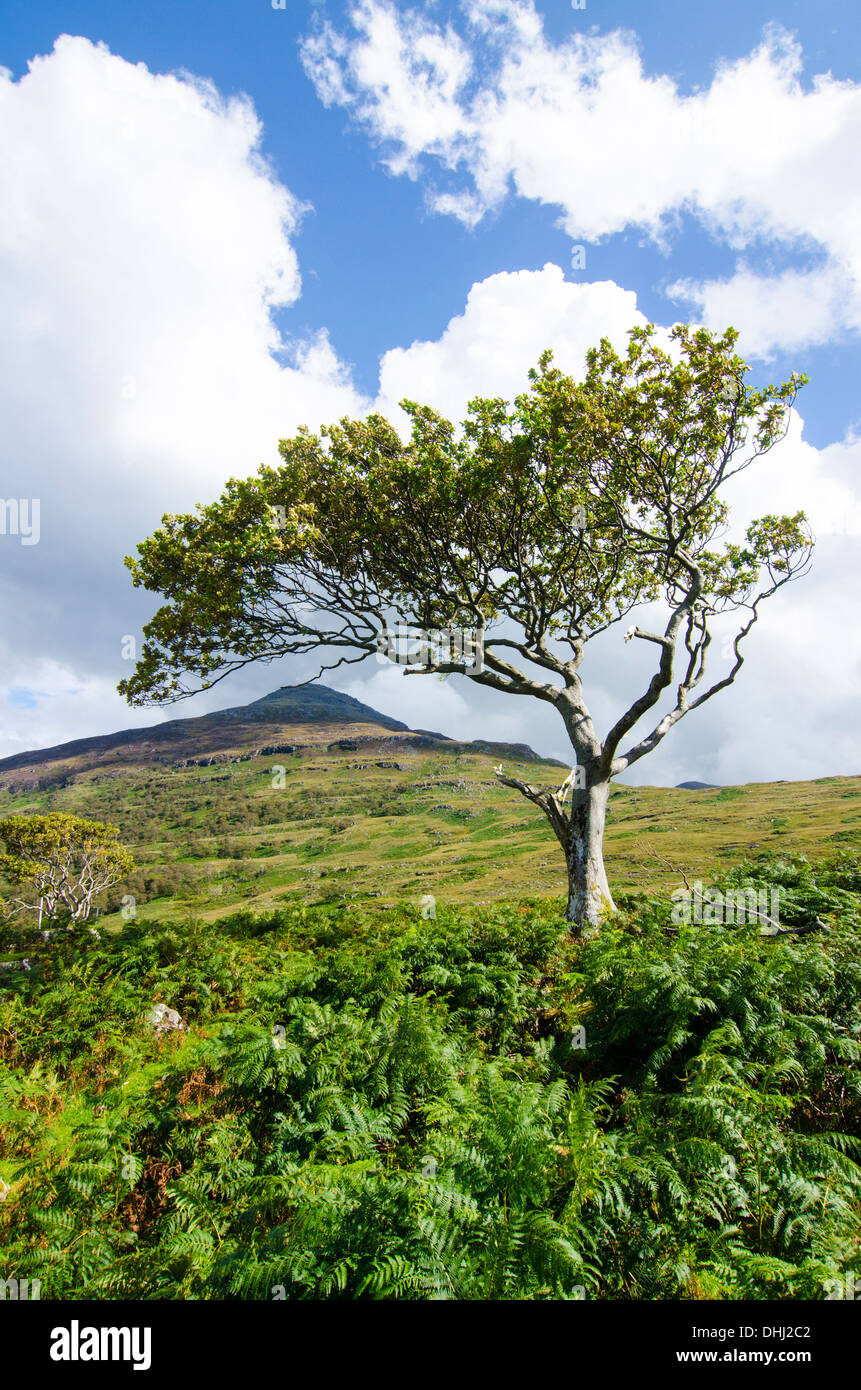 Mull tree hi-res stock photography and images - Alamy
