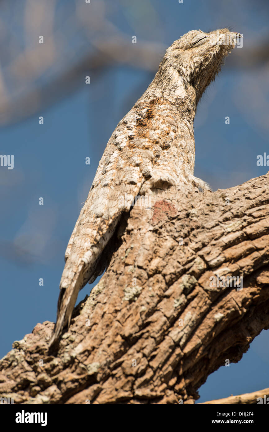 Stock photo of a great potoo perched on a branch, Pantanal, Brazil ...