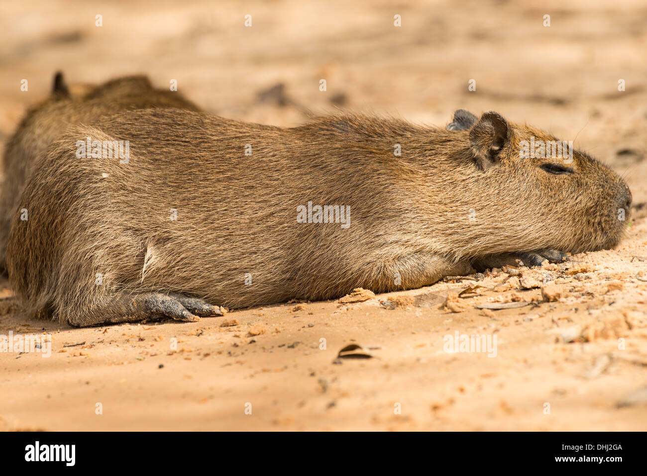 Capybara images hi-res stock photography and images - Alamy