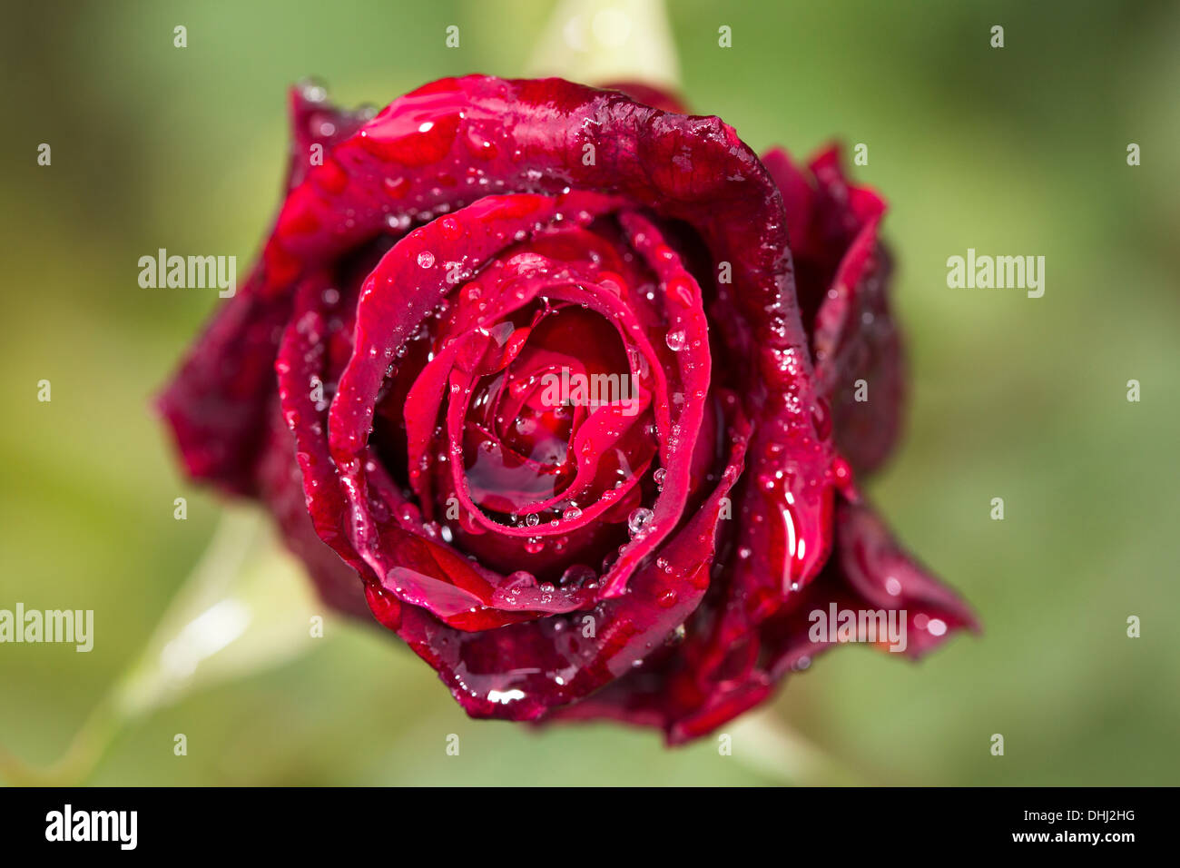 A red rose after rainfall Stock Photo - Alamy