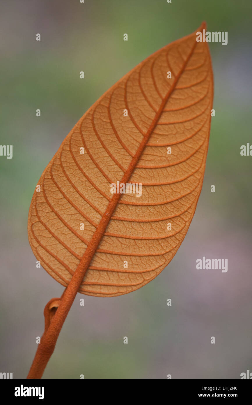 Golden Spoon leaf, Byrsonima crassifolia , in Altos de Campana National ...