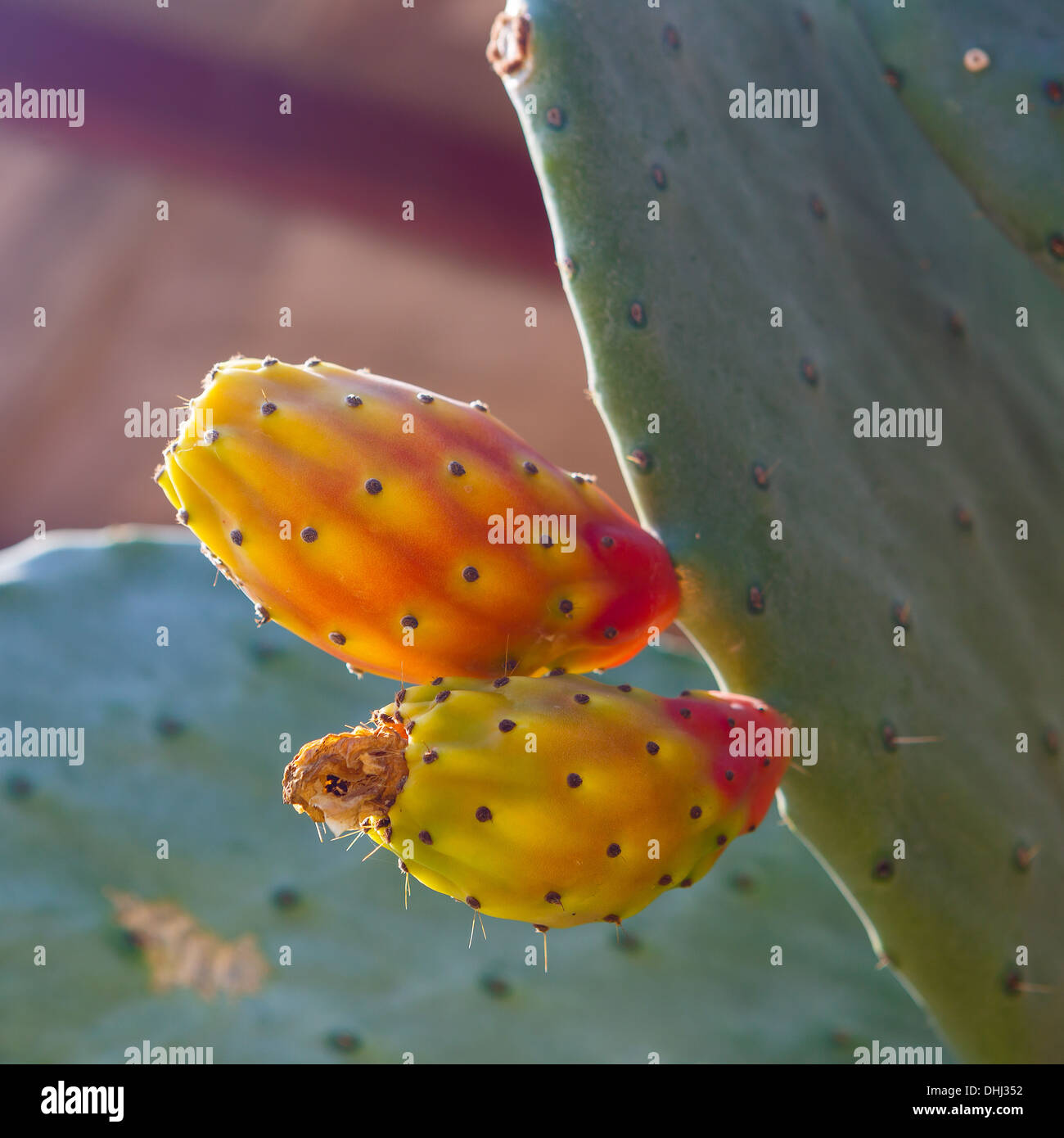 Cactus Buds High Resolution Stock Photography and Images - Alamy