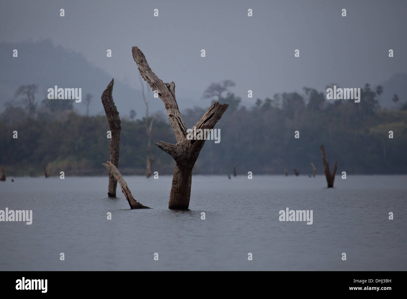 Tree trunks in Lago Bayano, an artificial lake, Panama province ...