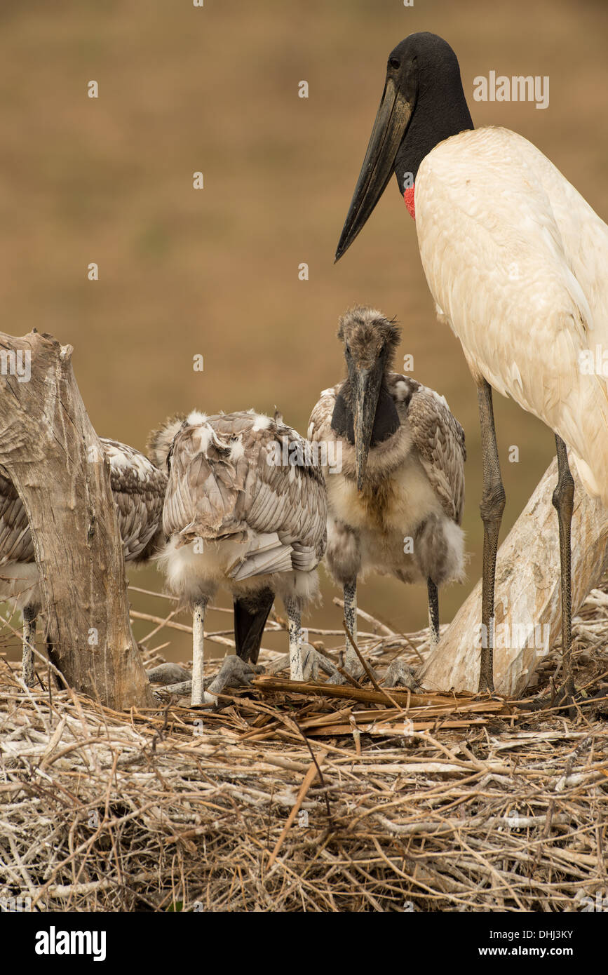 Jabiru Stork Baby