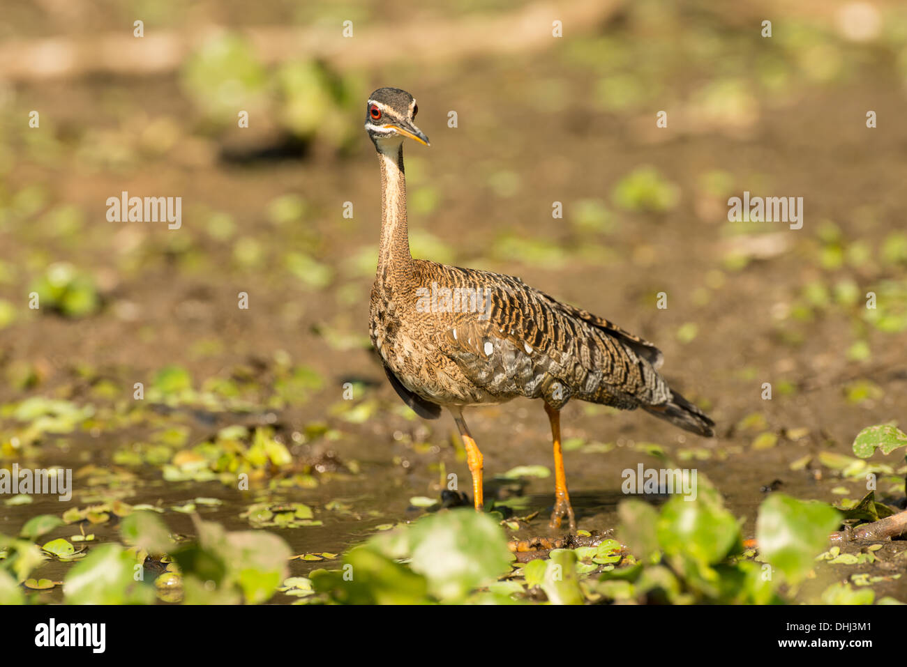 Stock photo of a sunbittern, Pantanal, Brazil Stock Photo - Alamy