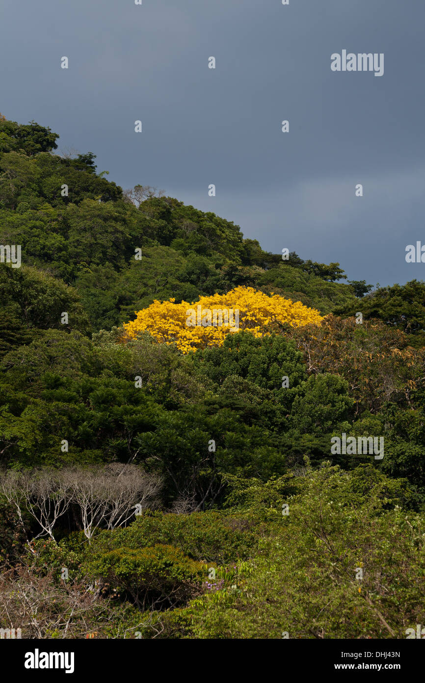 Flowering yellow Gold Trees in Soberania National Park, Republic of ...