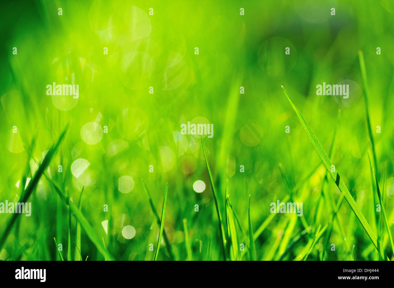 Closeup of green grass from ground level Stock Photo - Alamy