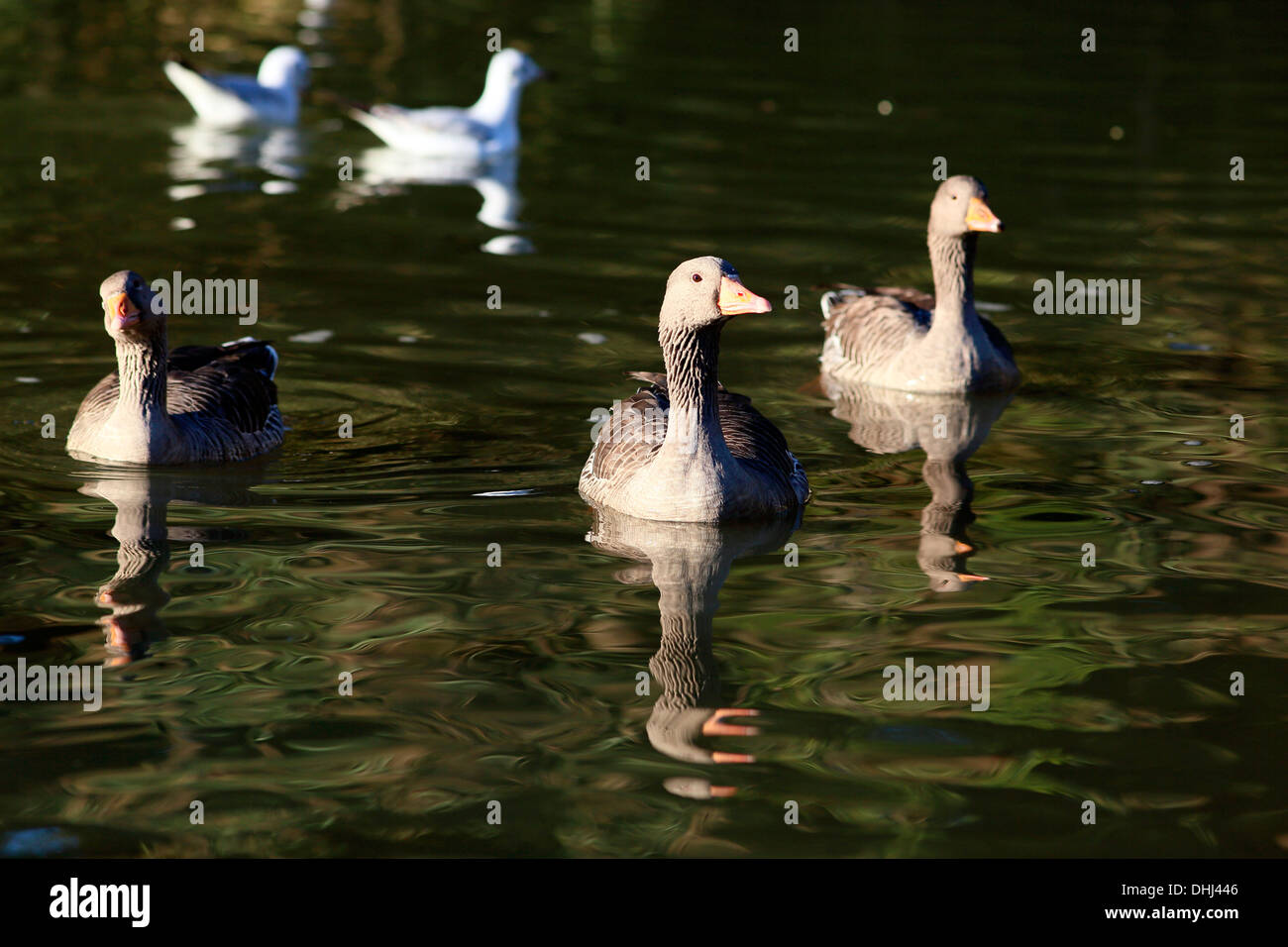 Reflections of geese hi-res stock photography and images - Alamy