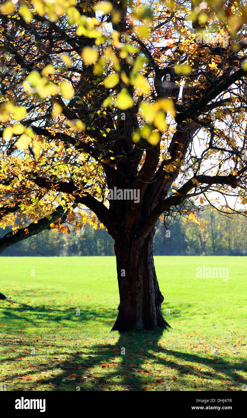 Tree autumn focus hi-res stock photography and images - Alamy