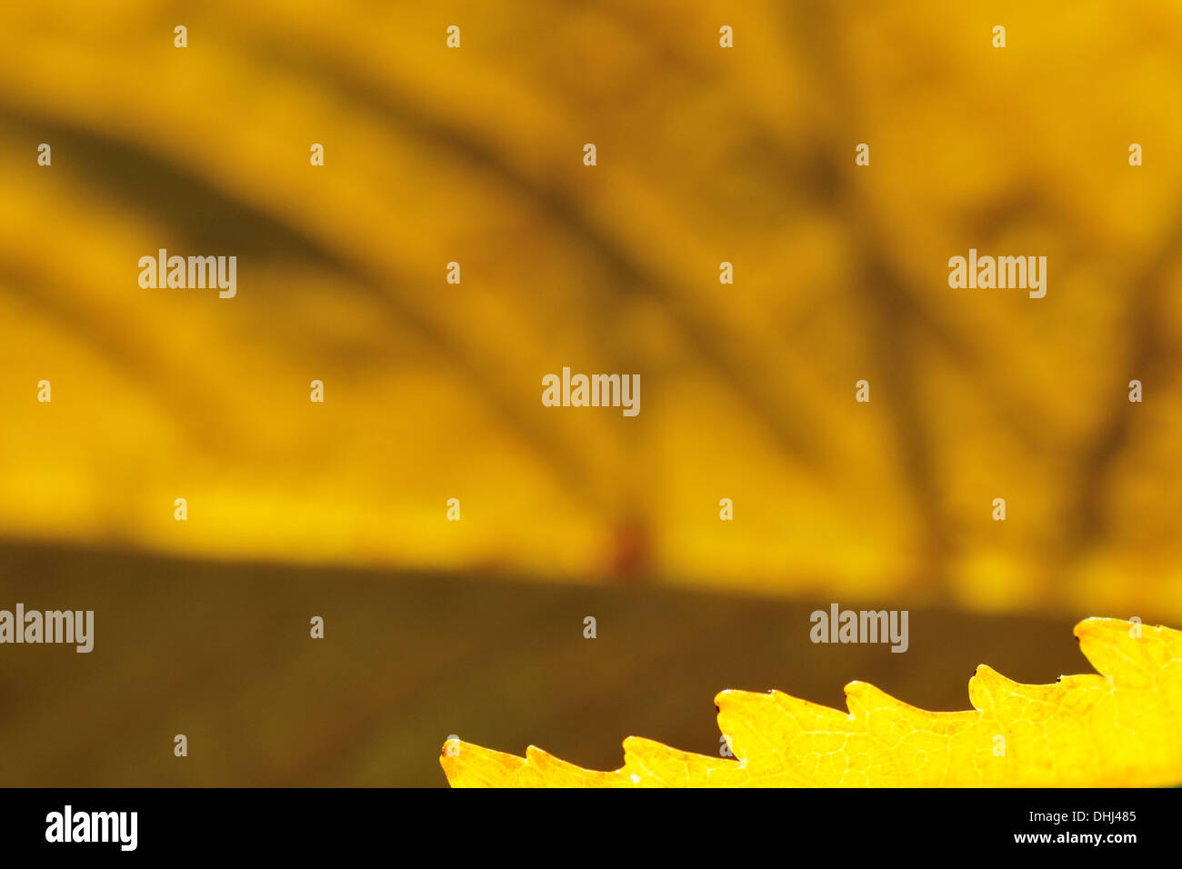 Closeup of the structure on a backlit autumn coloured cherry tree leaf ...