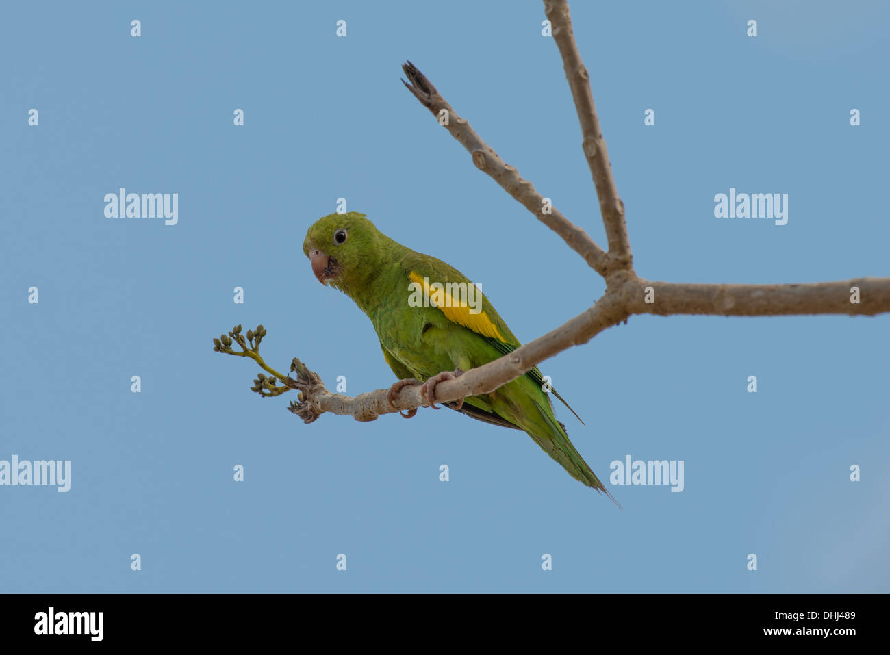 Stock photo of a yellow-chevroned parakeet perched on a branch in the ...