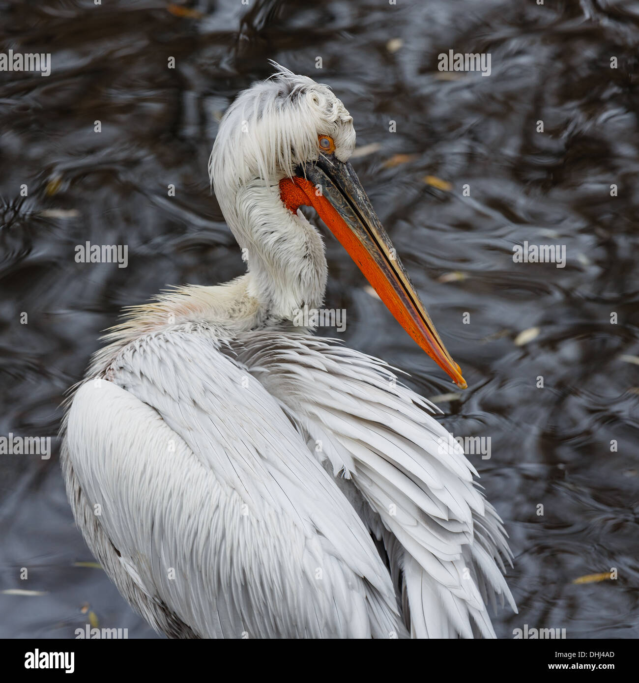 Pelican standing hi-res stock photography and images - Alamy