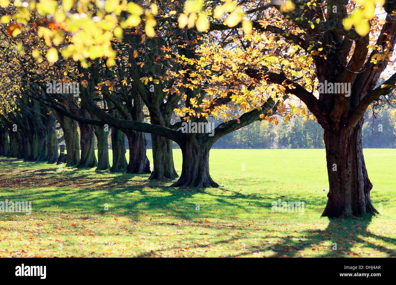 Coombe Abbey Park Stock Photo - Alamy