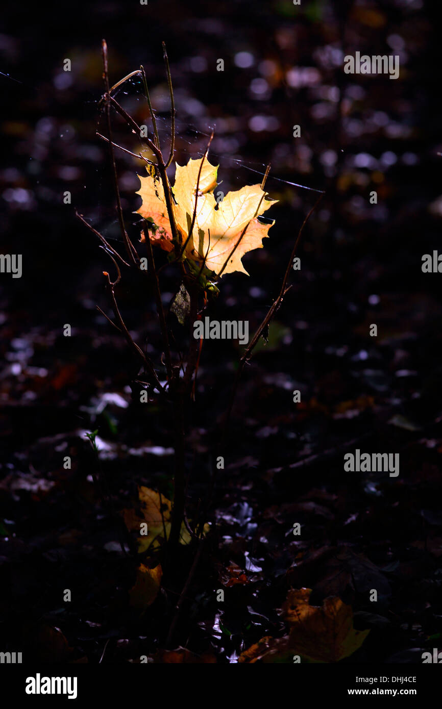 Backlit lighting hi-res stock photography and images - Alamy