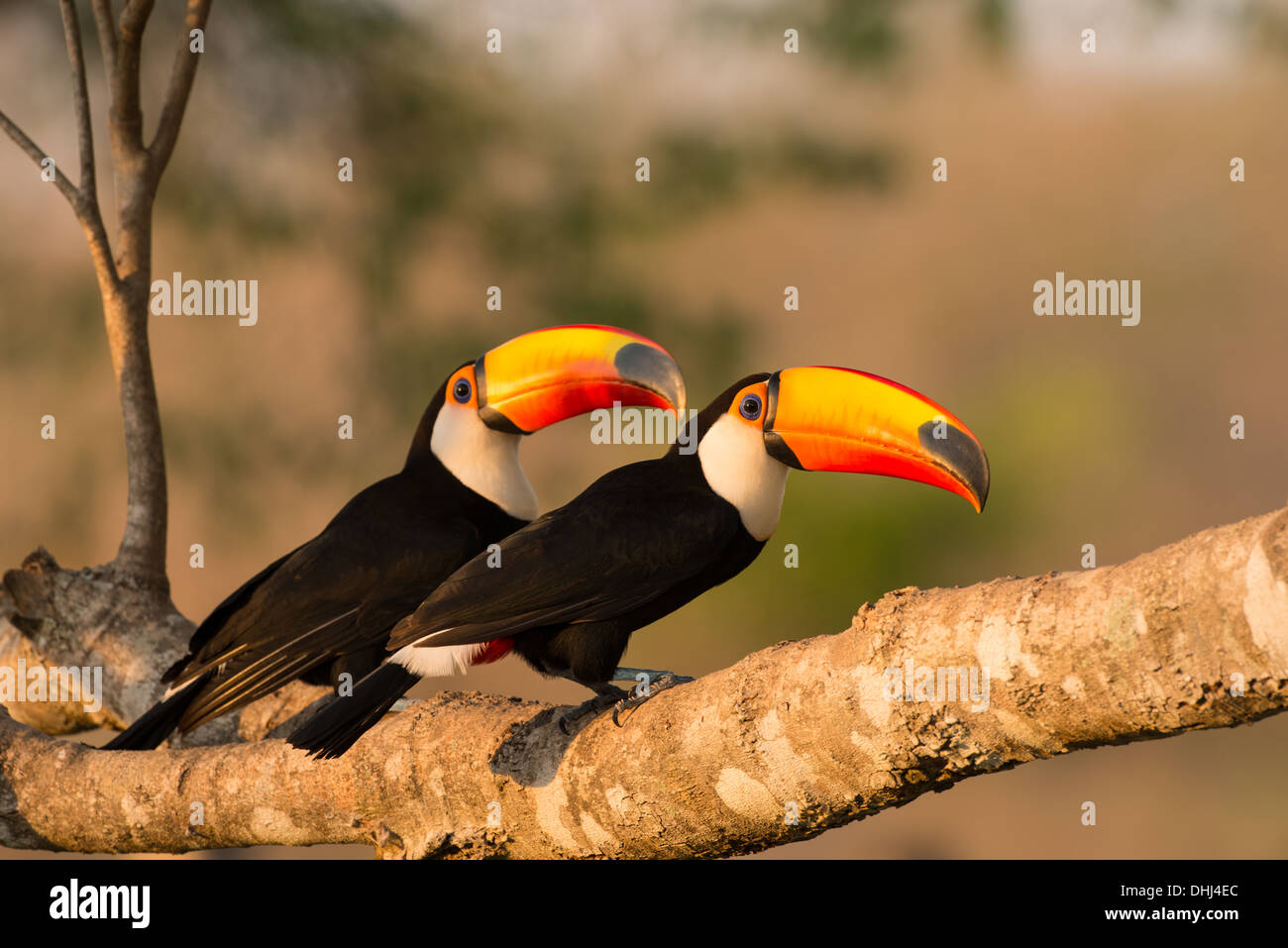 Pair of toucans hi-res stock photography and images - Alamy