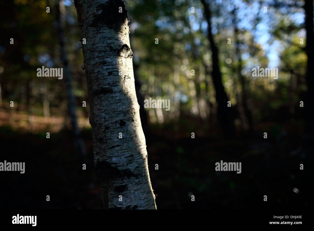 Tree trunk light hi-res stock photography and images - Alamy