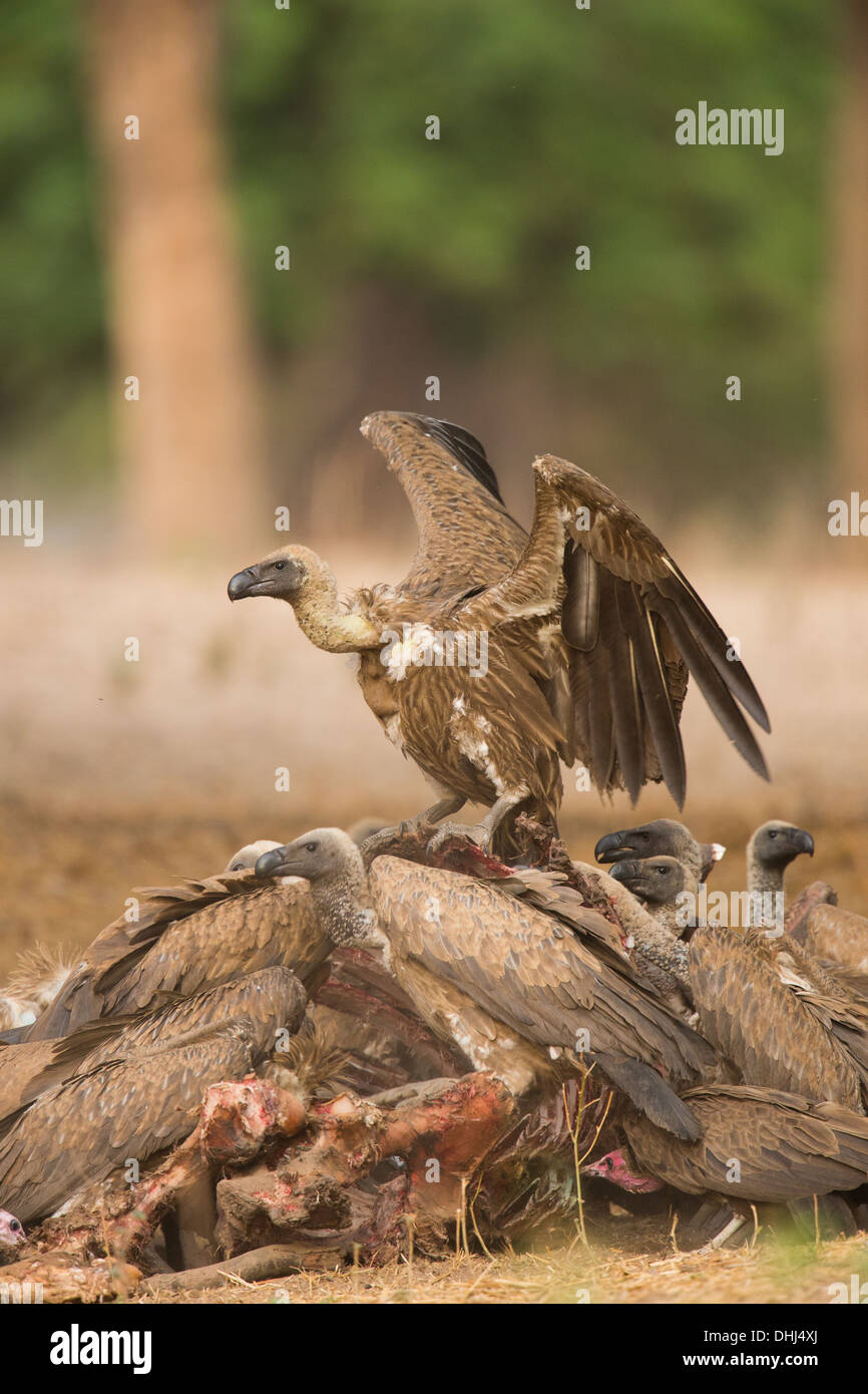 Vulture eating hi-res stock photography and images - Alamy