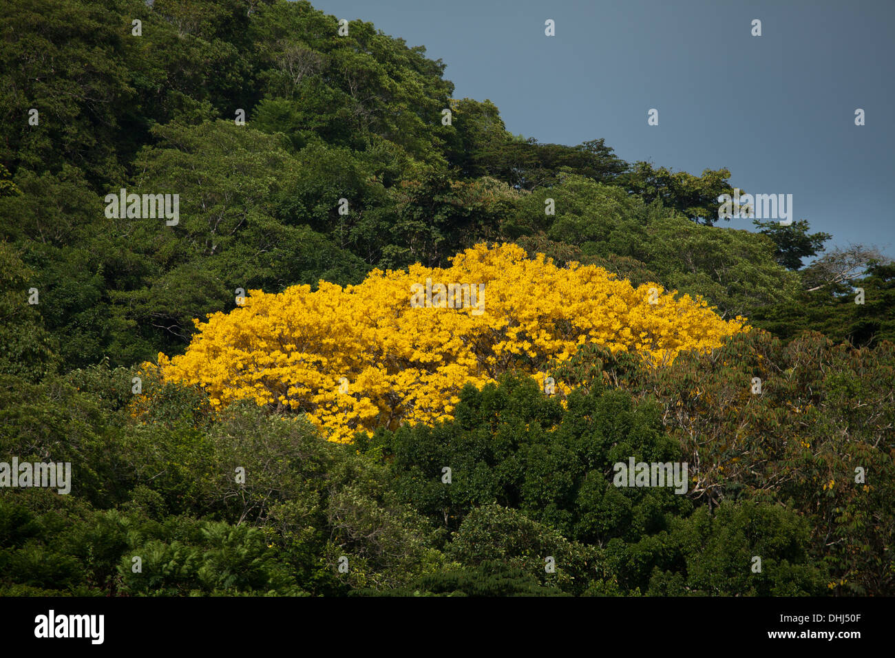 Flowering yellow Gold Trees in Soberania National Park, Republic of ...