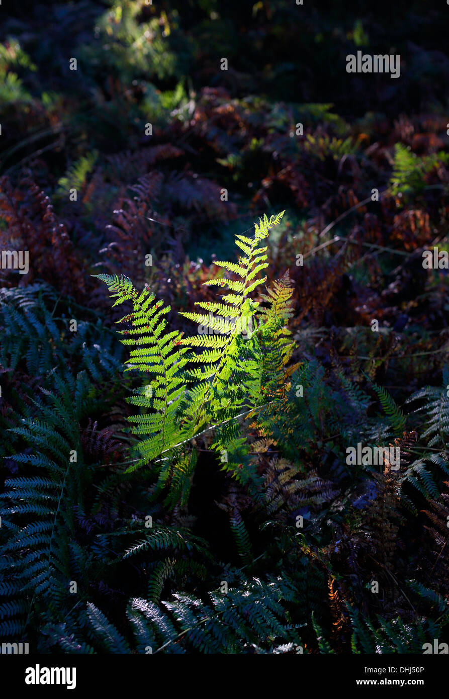Backlit backlighting hi-res stock photography and images - Alamy
