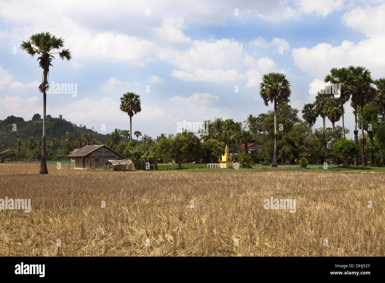 Field with the temple in the background, Kampot province, Cambodia ...