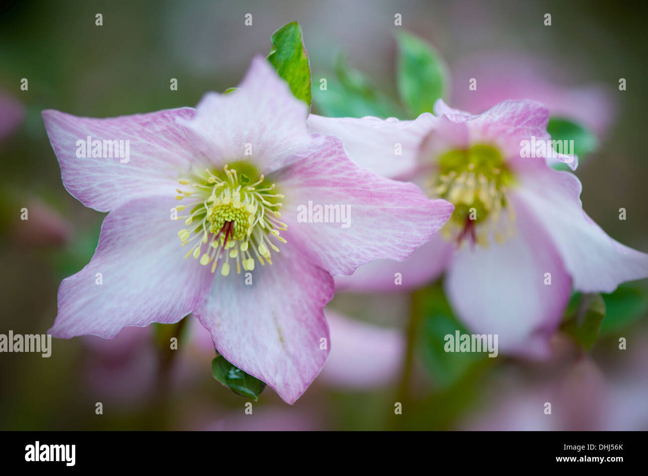 Lenten roses hi-res stock photography and images - Alamy