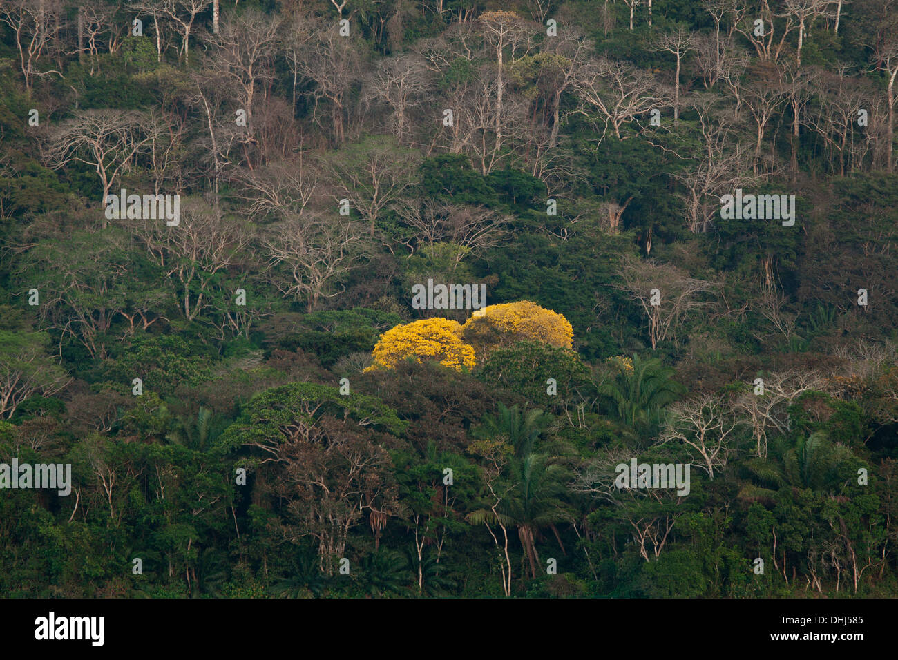 Flowering yellow Gold Trees in Soberania National Park, Republic of ...