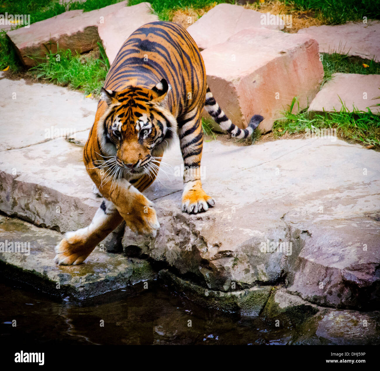 Tiger playing hi-res stock photography and images - Alamy