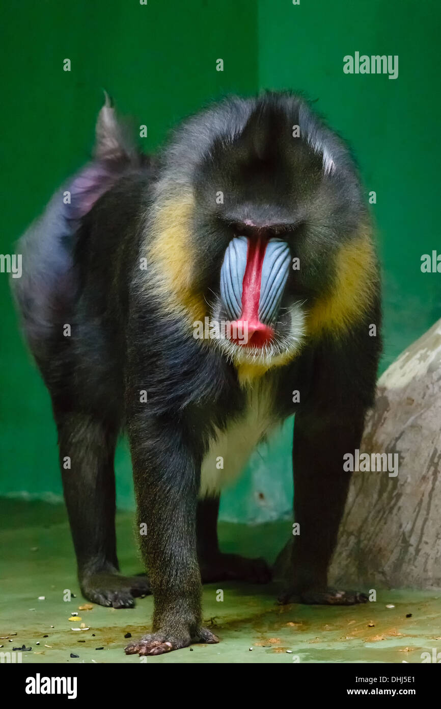 Male of the mandrill in the zoo shelter Stock Photo - Alamy