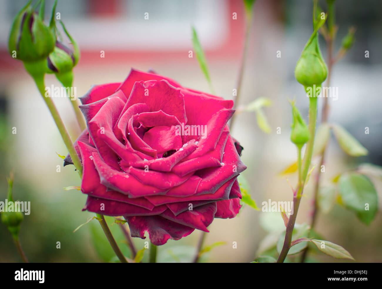 Pink flower rain hi-res stock photography and images - Alamy