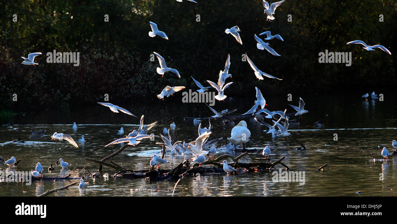 birds at lake Stock Photo - Alamy