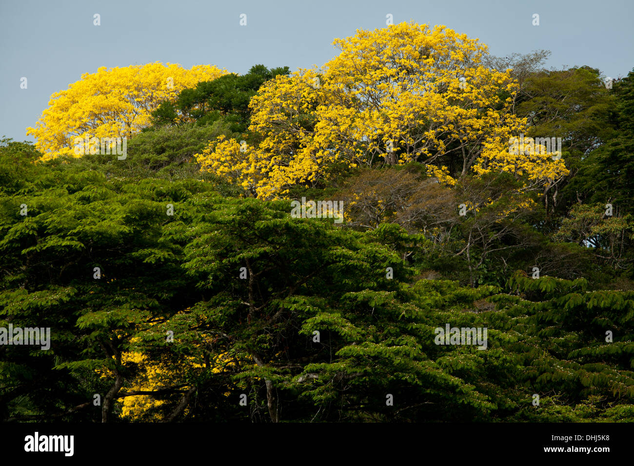 Flowering yellow Gold Trees in Soberania National Park, Republic of ...
