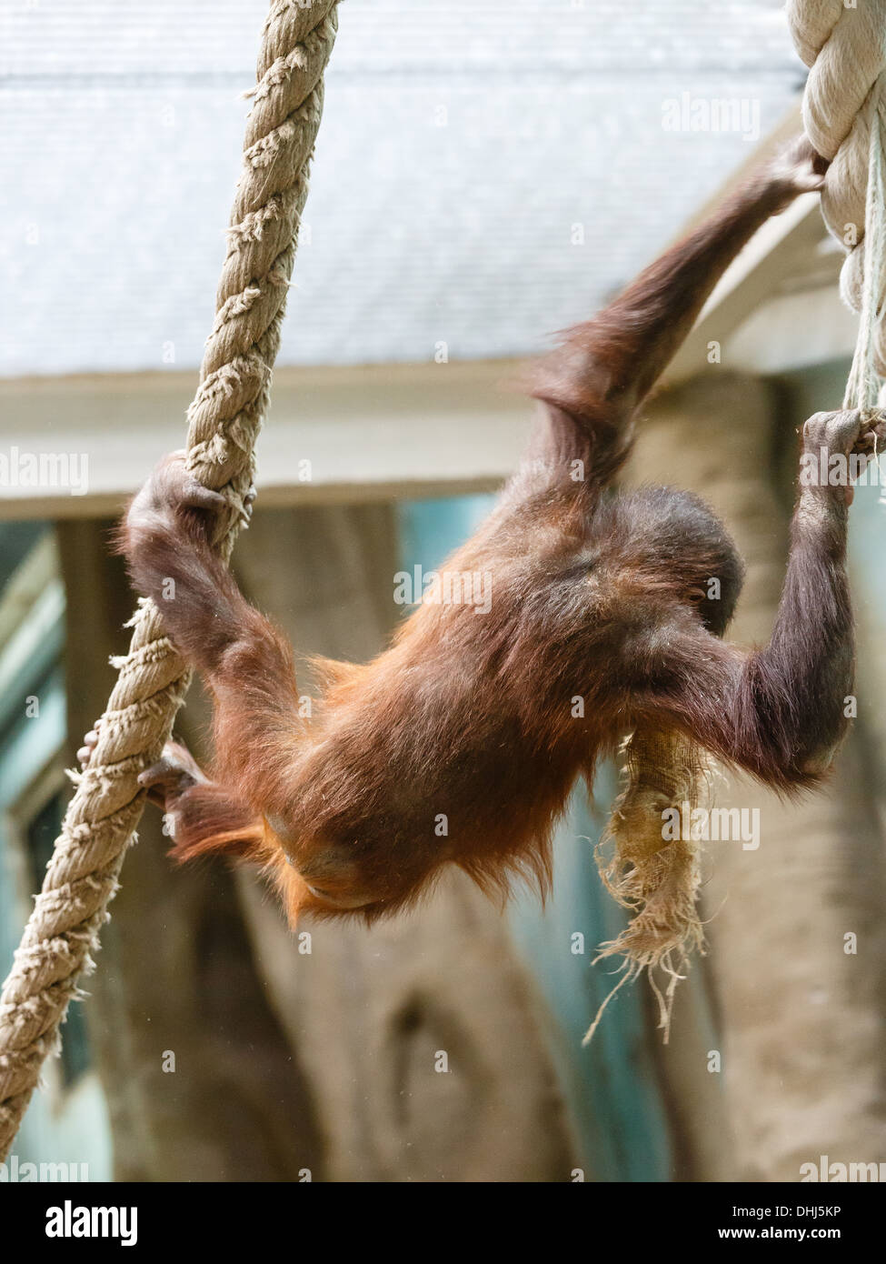 Chimpanzee Climbing High Resolution Stock Photography and Images - Alamy