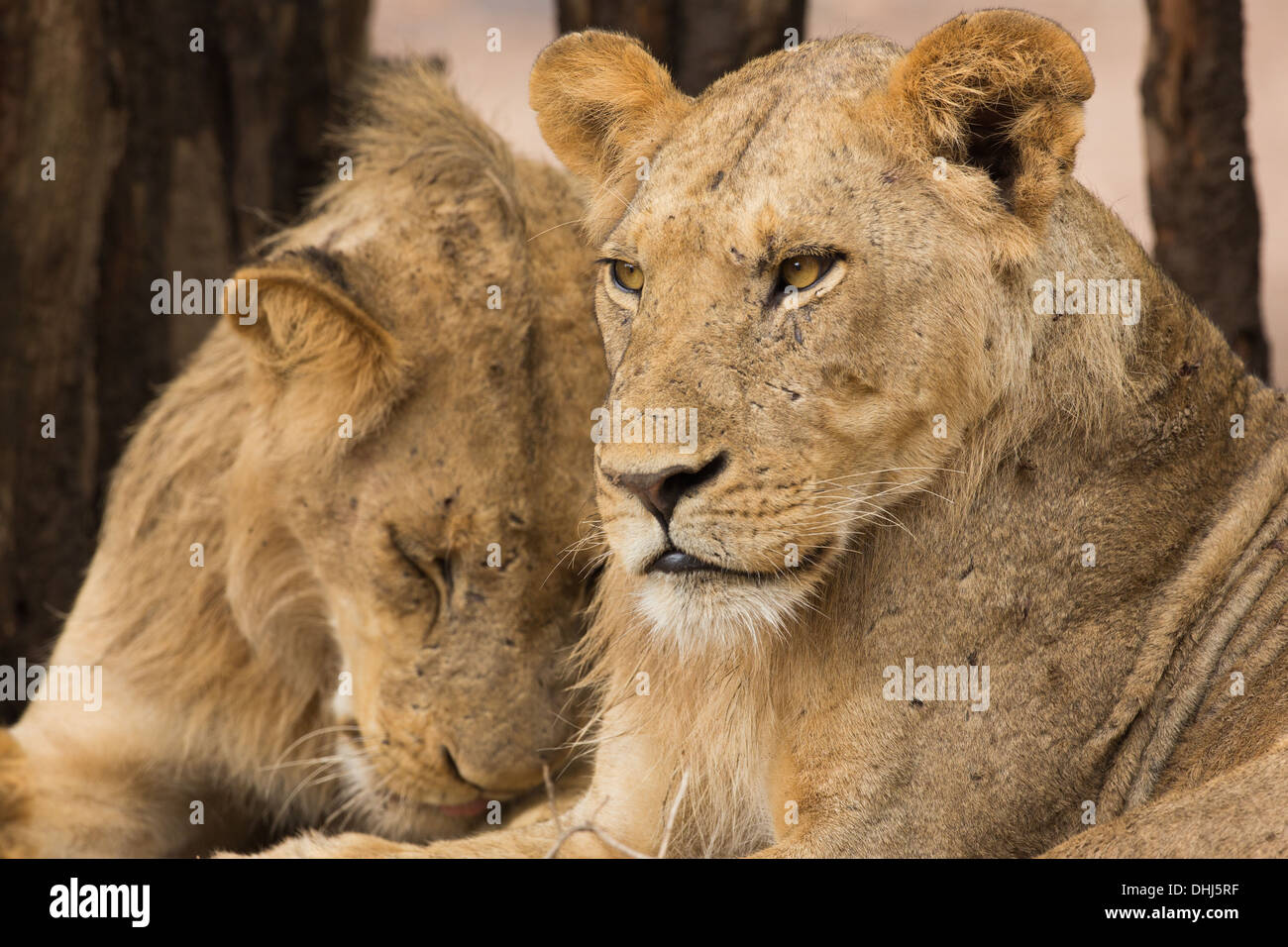 Adult male lion hi-res stock photography and images - Alamy
