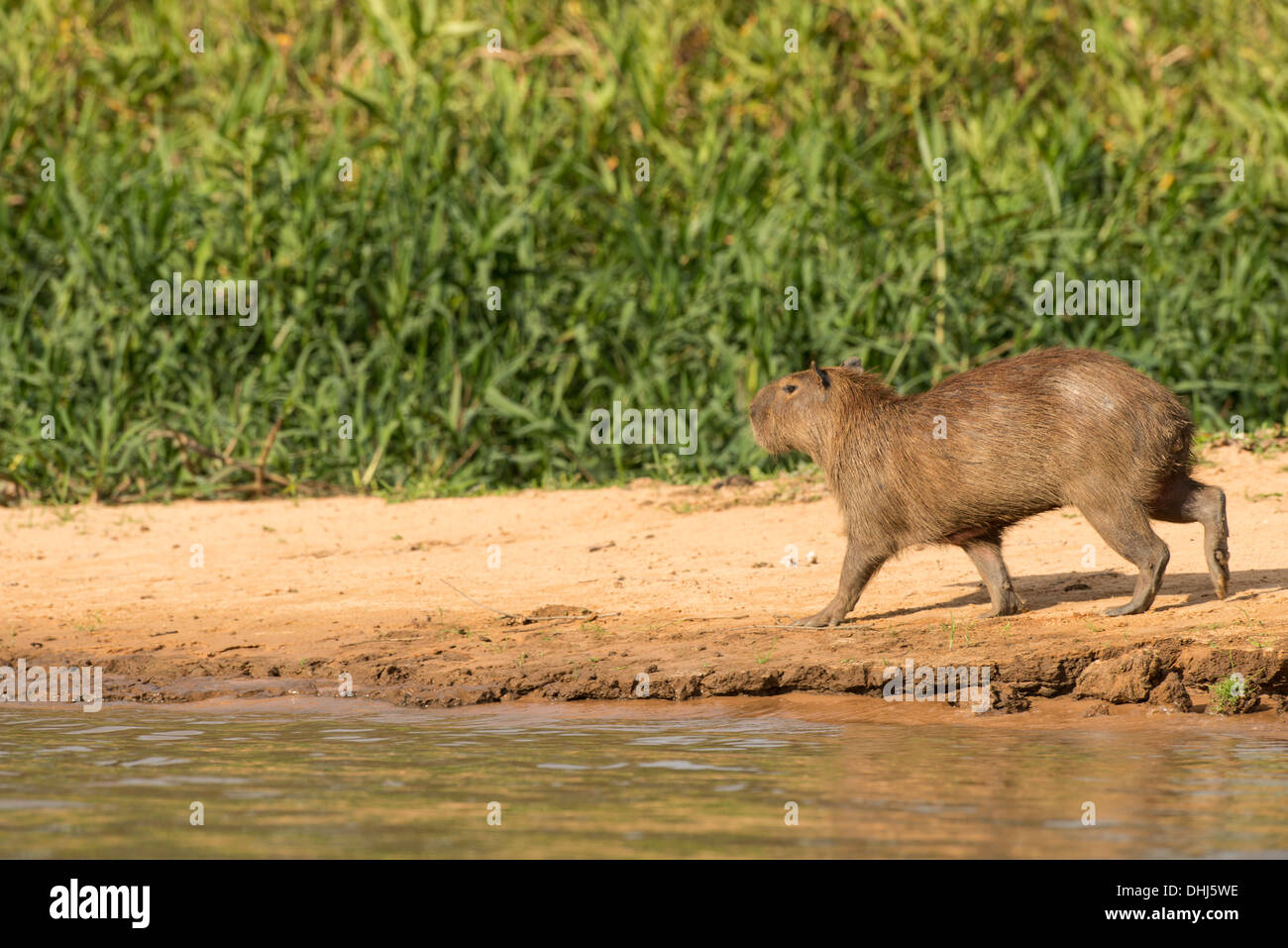 Stock photo of a capybara walking along the beach, Pantanal, Brazil ...