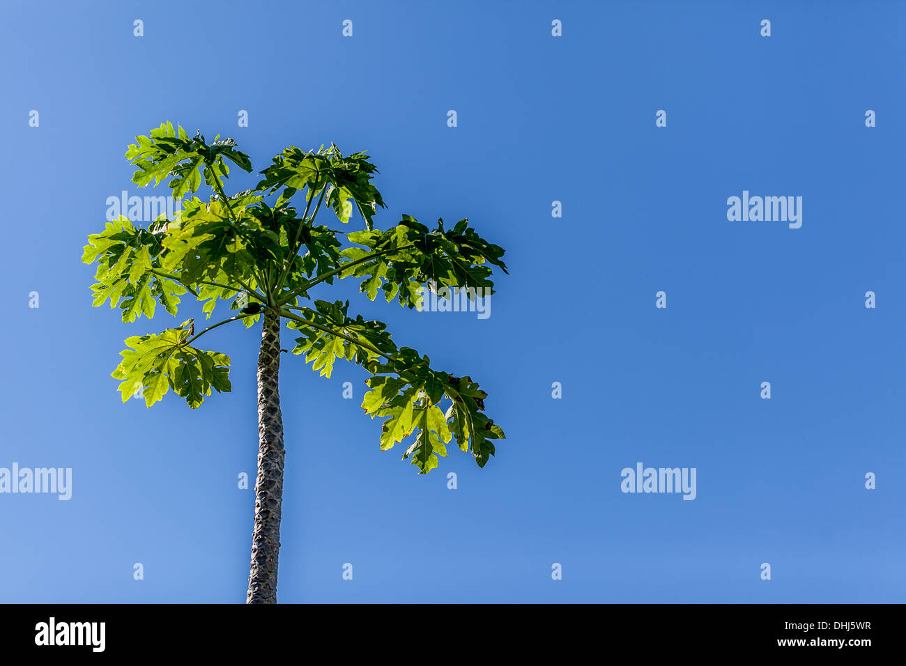 Flora in grenada hi-res stock photography and images - Alamy