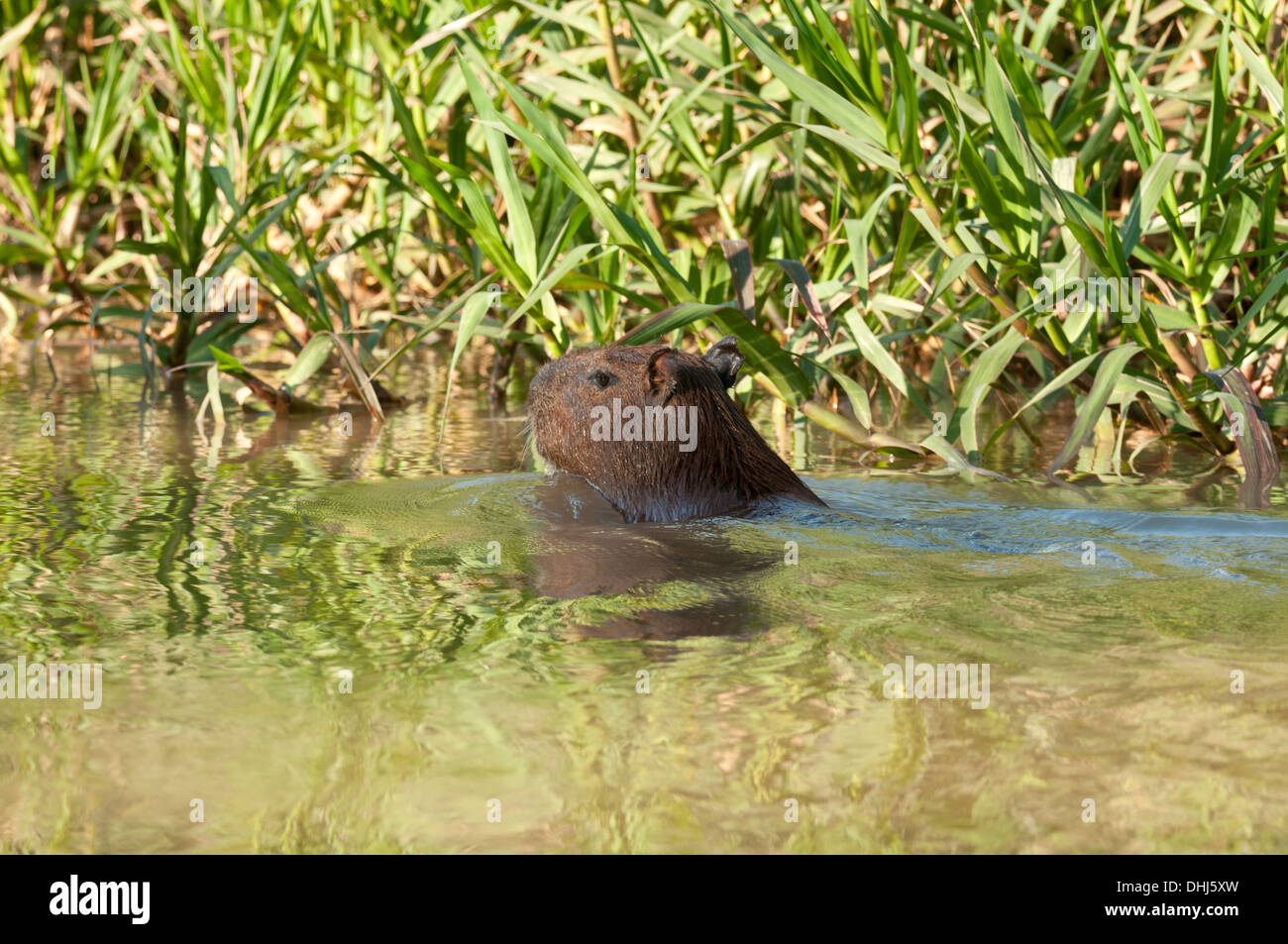 Stock photo of a capybara in the water, Pantanal, Brazil Stock Photo ...