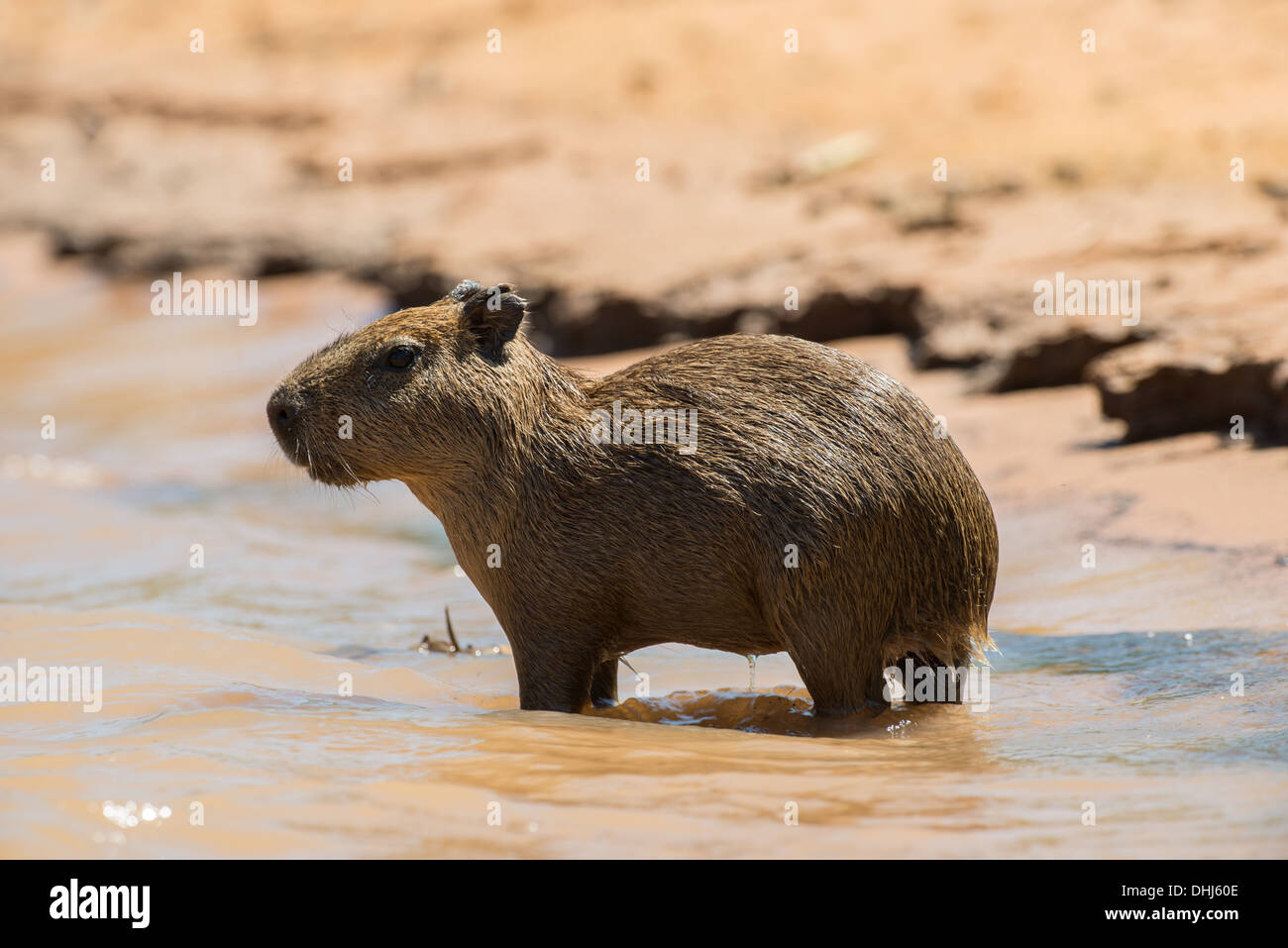 Young capybara hi-res stock photography and images - Alamy