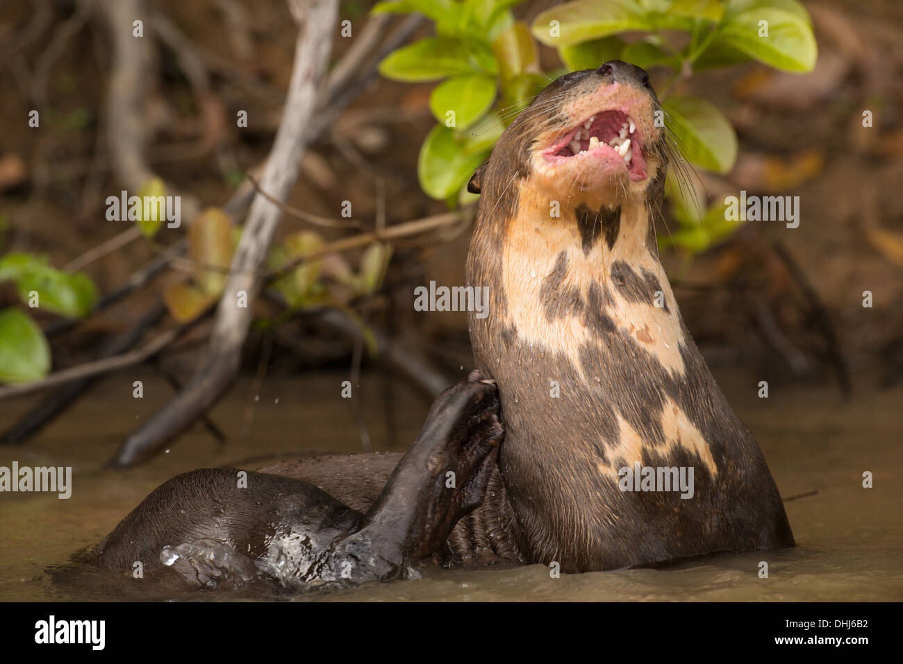 Stock photo of a giant river otter in the water, Pantanal, Brazil Stock ...