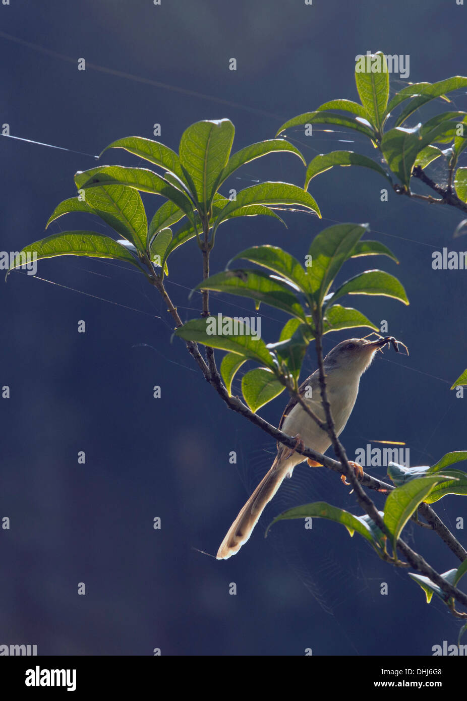 Chinese bird spiders hi-res stock photography and images - Alamy