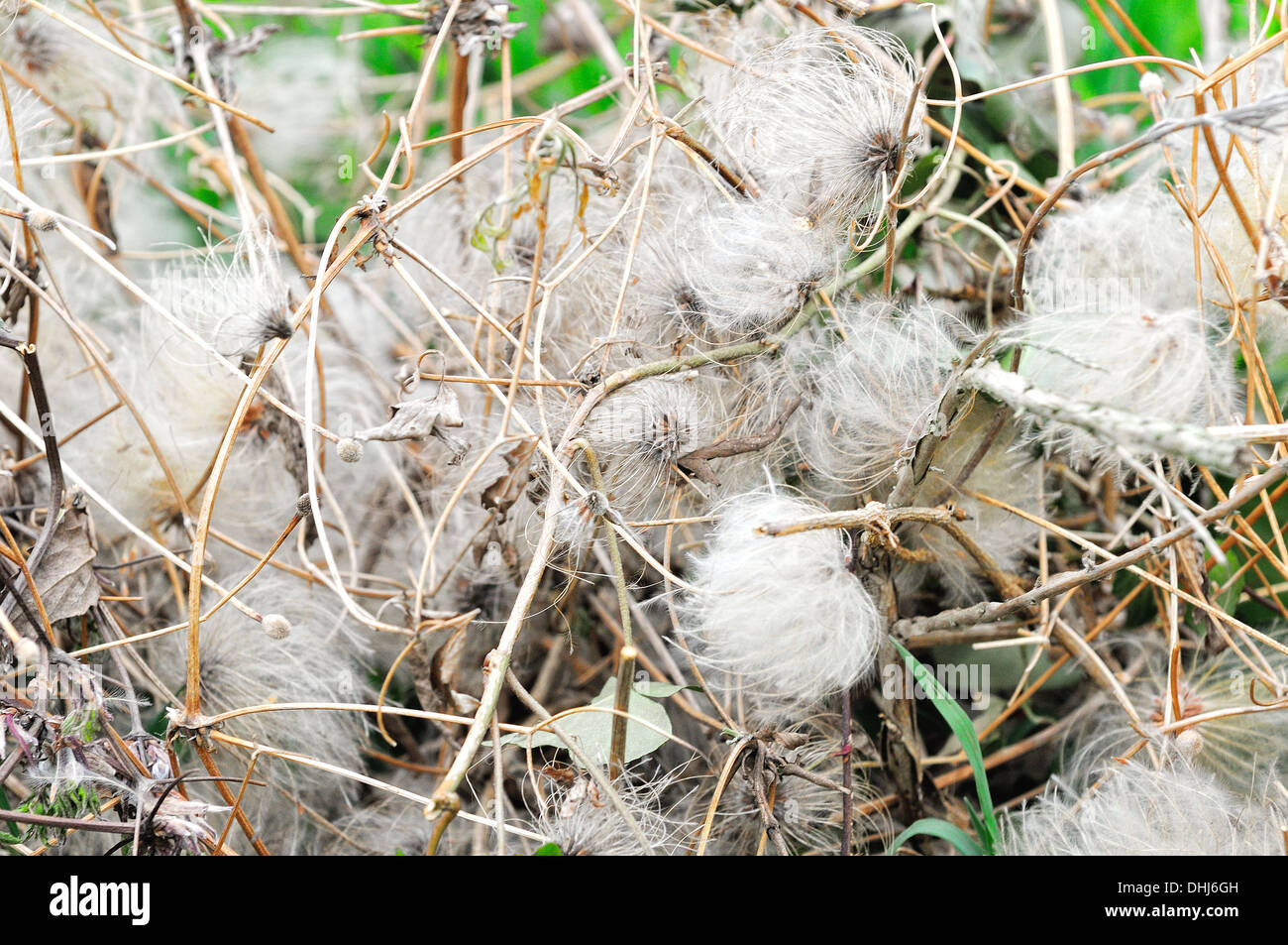 Clematis with arid fruit stands Stock Photo - Alamy
