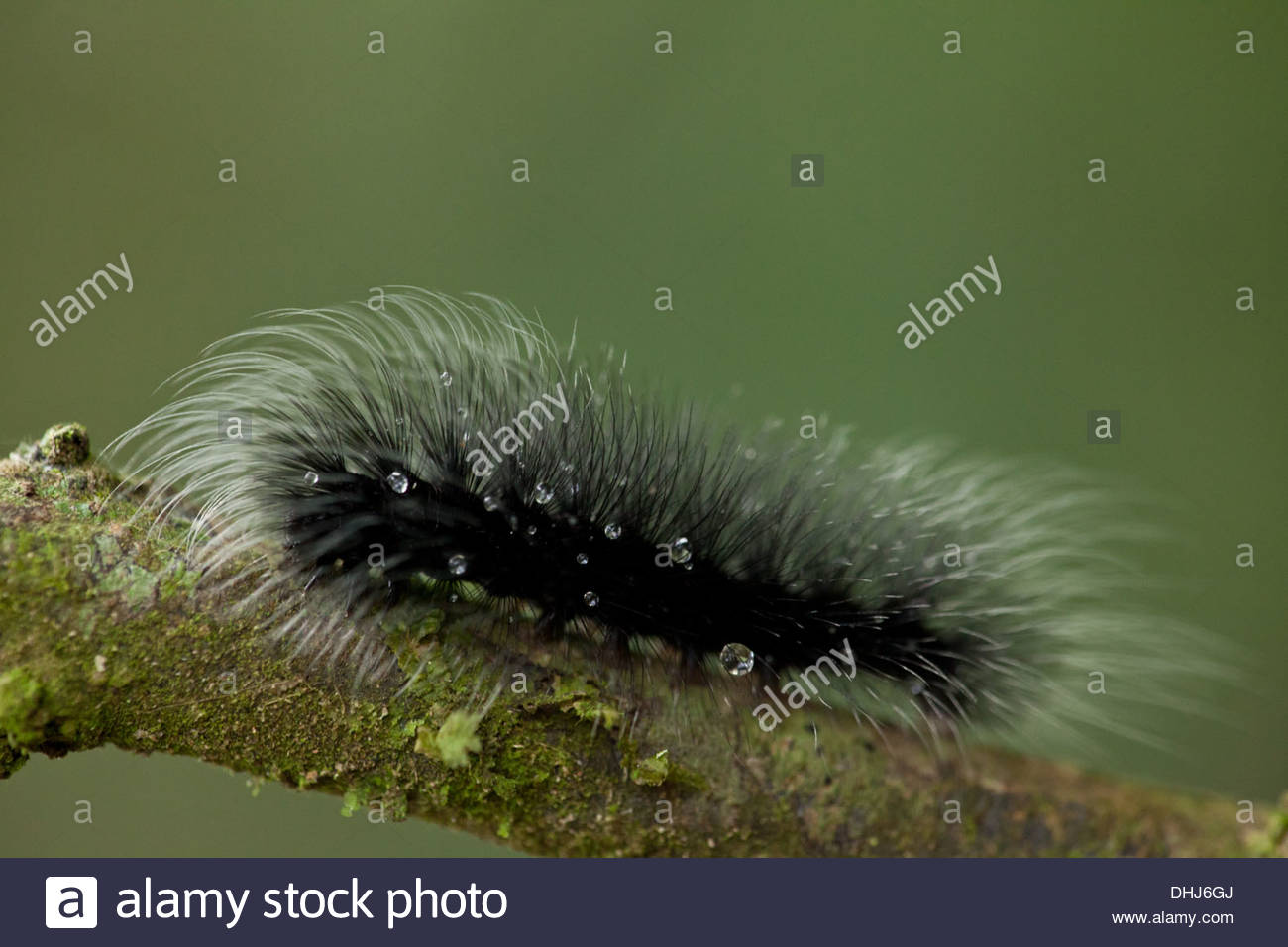 Rainforest Caterpillar Stock Photos & Rainforest Caterpillar Stock ...