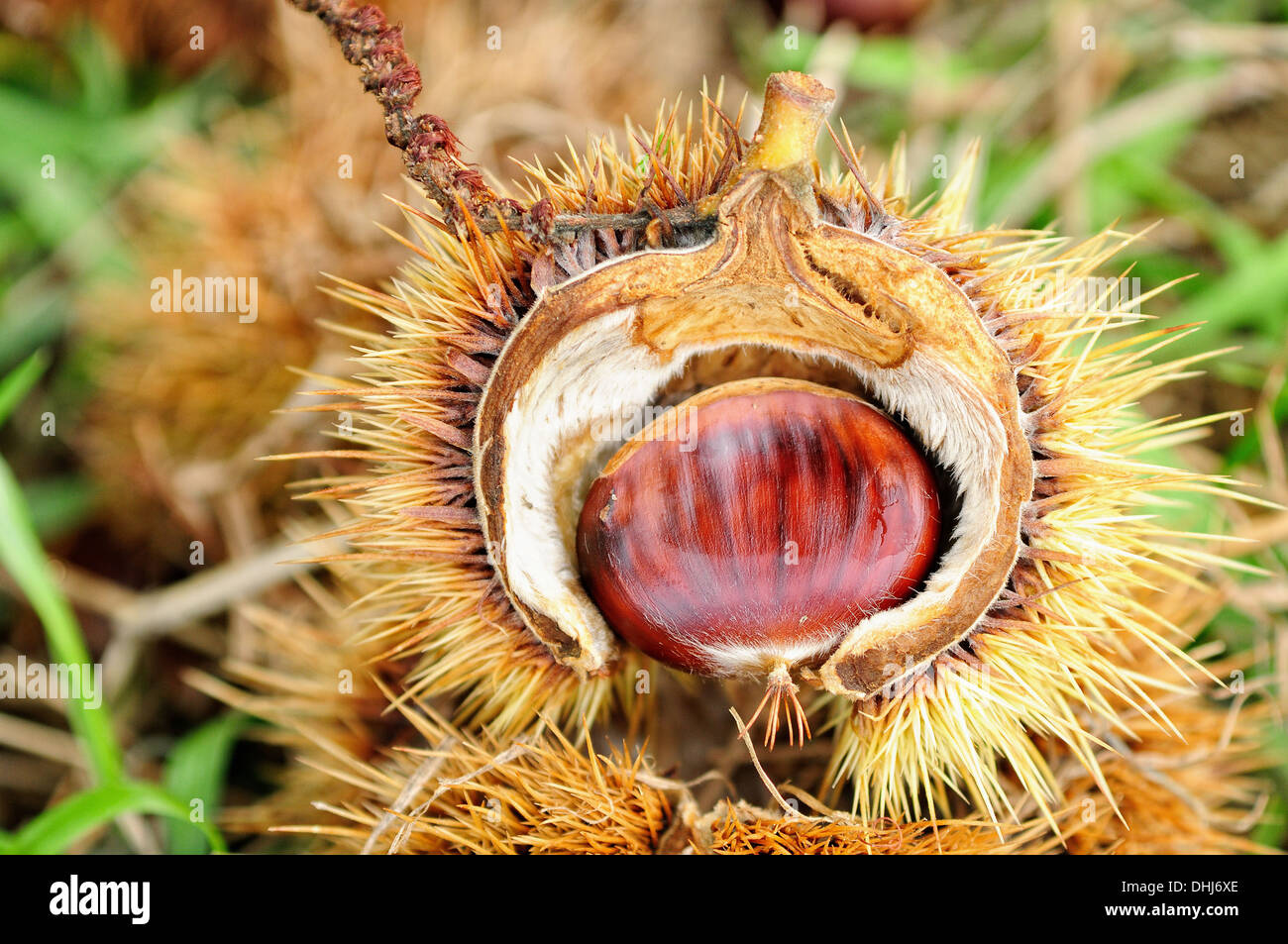 Fruit capsule with the chestnut Stock Photo - Alamy