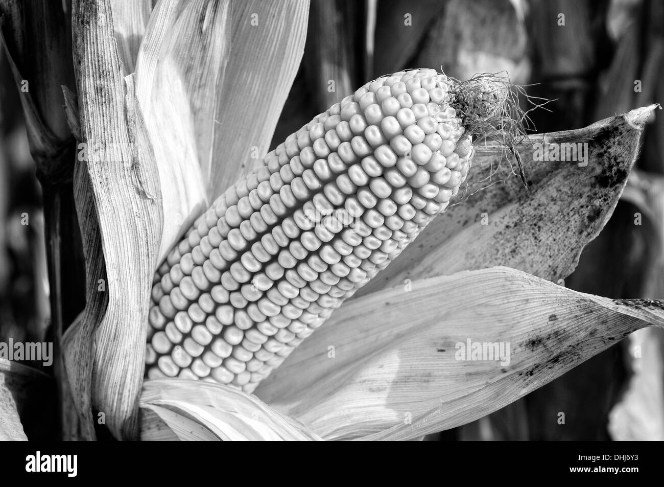 Harvest mature Black and White Stock Photos & Images - Alamy