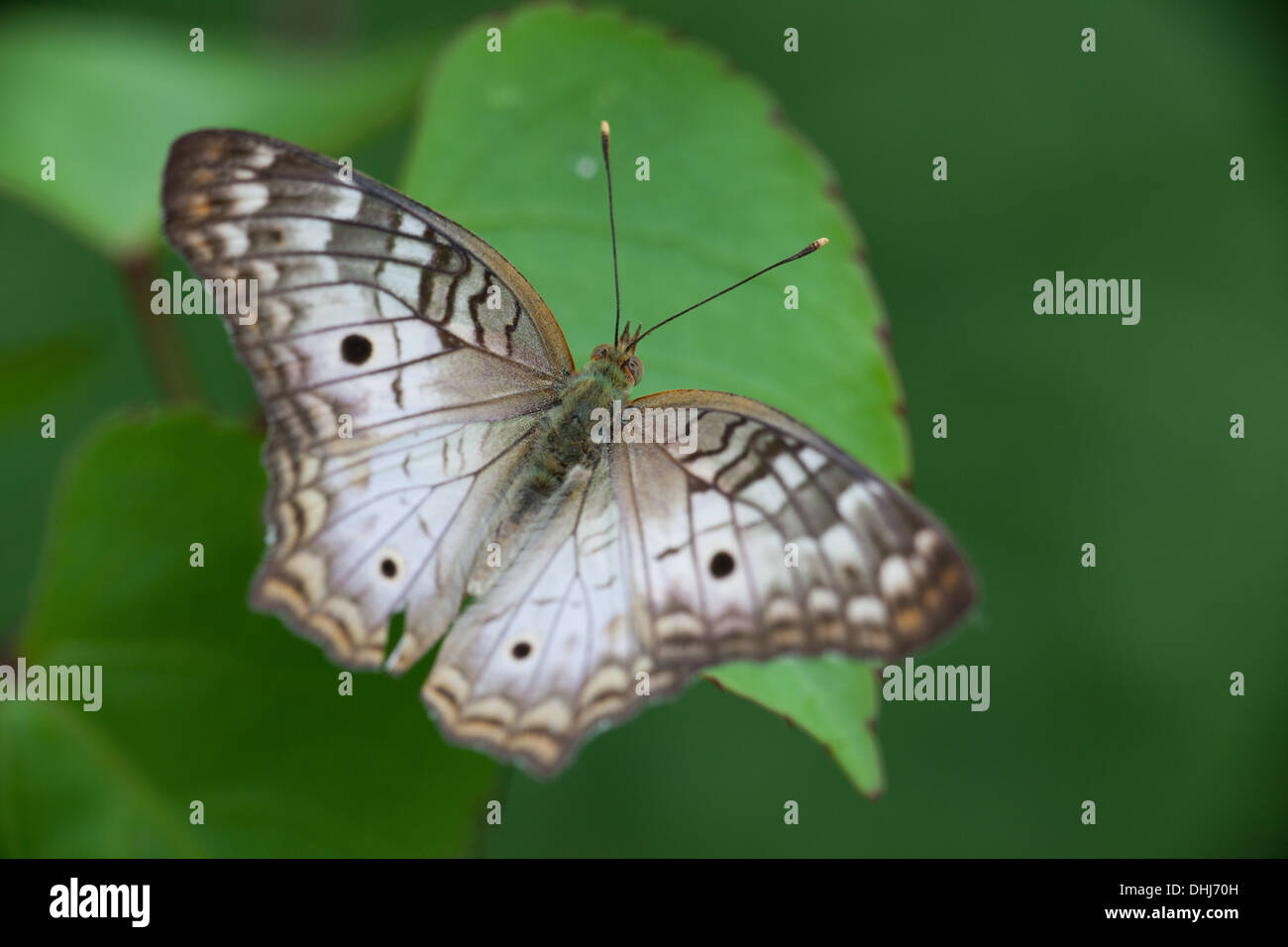 Butterfly in the Cienaga las Macanas nature reserve, Herrera province ...
